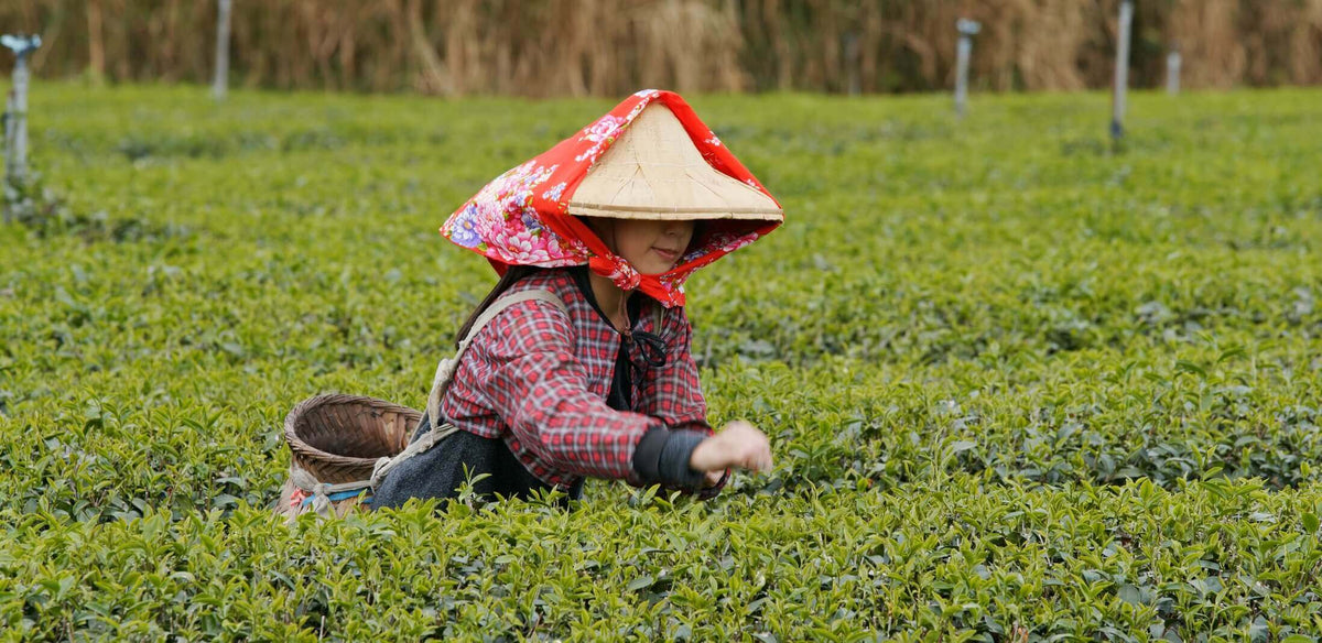From Leaf to Cup: Unveiling the Fascinating Tea Cultures – Tea Culture ...